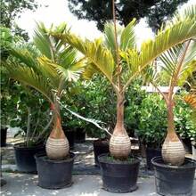 Plant FlowersAutumn And Winter Kitchen Potted AromatherapyHyophorbe ...