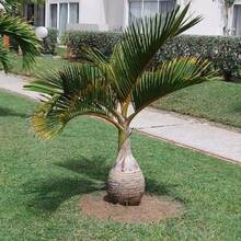 Plant FlowersAutumn And Winter Kitchen Potted AromatherapyHyophorbe ...