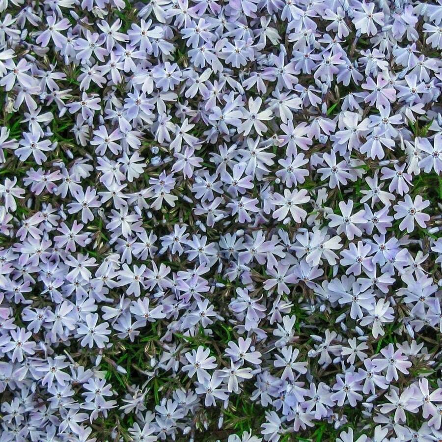 500 Seeds Of Blue Jade Climbing Stone Rose Seeds Perennial Ground Cover ...
