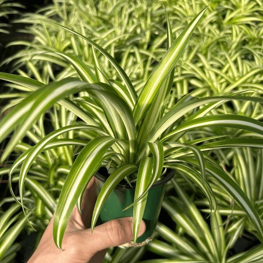 100 Spider Plant Seeds Color Changing Spider Plant Air Purifying And ...