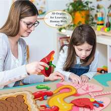 Human Body Structure Puzzle – Interactive DIY Anatomy Map For Kids ...