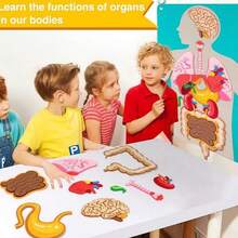 Human Body Structure Puzzle – Interactive DIY Anatomy Map For Kids ...