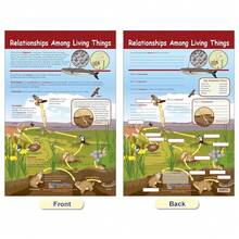 Bulletin Board Charts, Set/3 - Laminated, Double-Sided, Full-Color ...