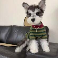 Vintage Style Pet Striped Shirt! Classic Green & Brown Dog Sweater ...