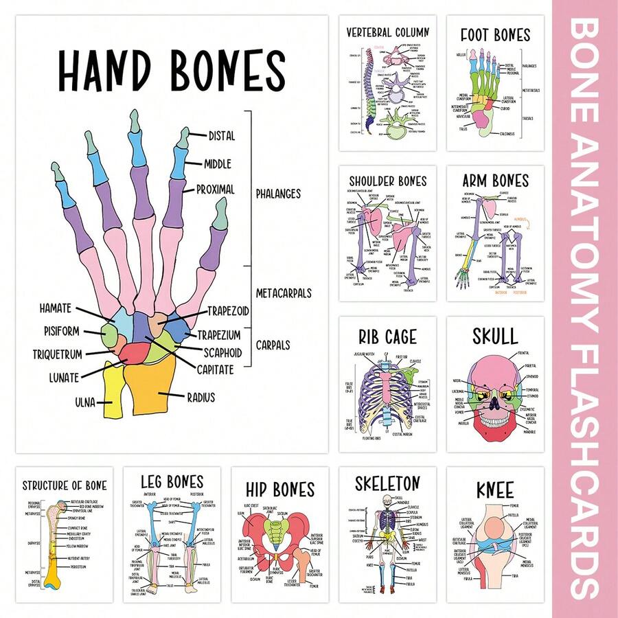 12Pcs Anatomy Flash Cards For Human Skeleton Systems - Comprehensive ...