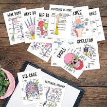 12pcs Bone Anatomy Flashcards, Human Skeleton Diagram Cards ...