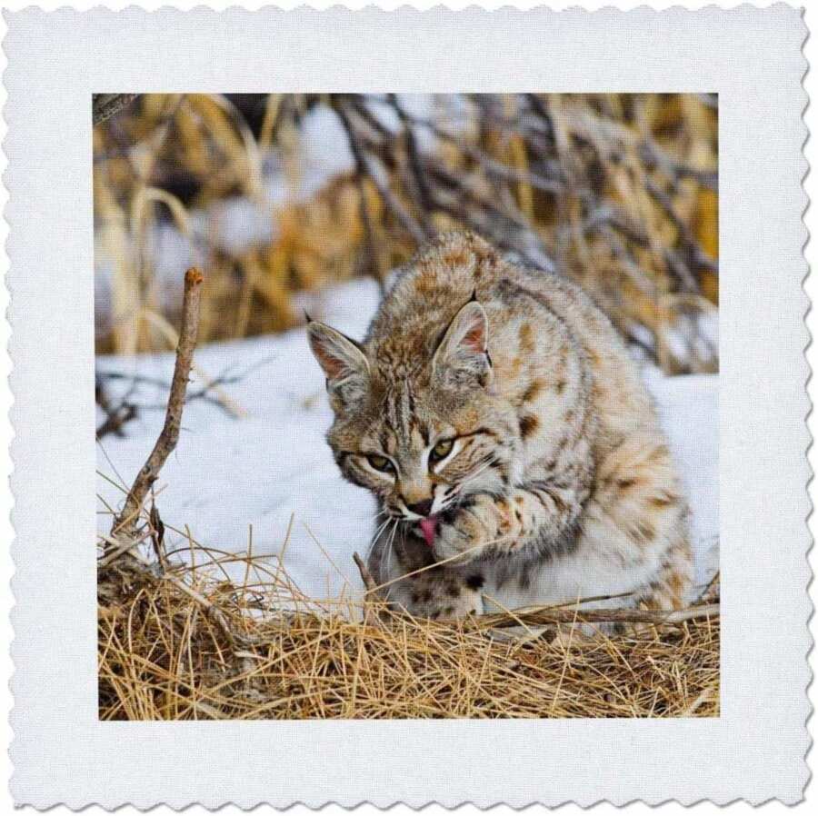 3D Rose Wyoming Bobcat In Winter Grooming Paw After Feeding On Carcass ...