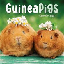 2026 Guinea Pigs Mini Wall Calendar | SHEIN USA