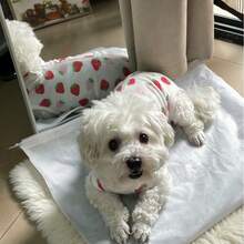 Roupa para castração/esterilização de gatos, roupa de amamentação com ...