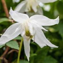 Downy Clematis Plants S 100 Clematis Macropetala - Premium Vining ...