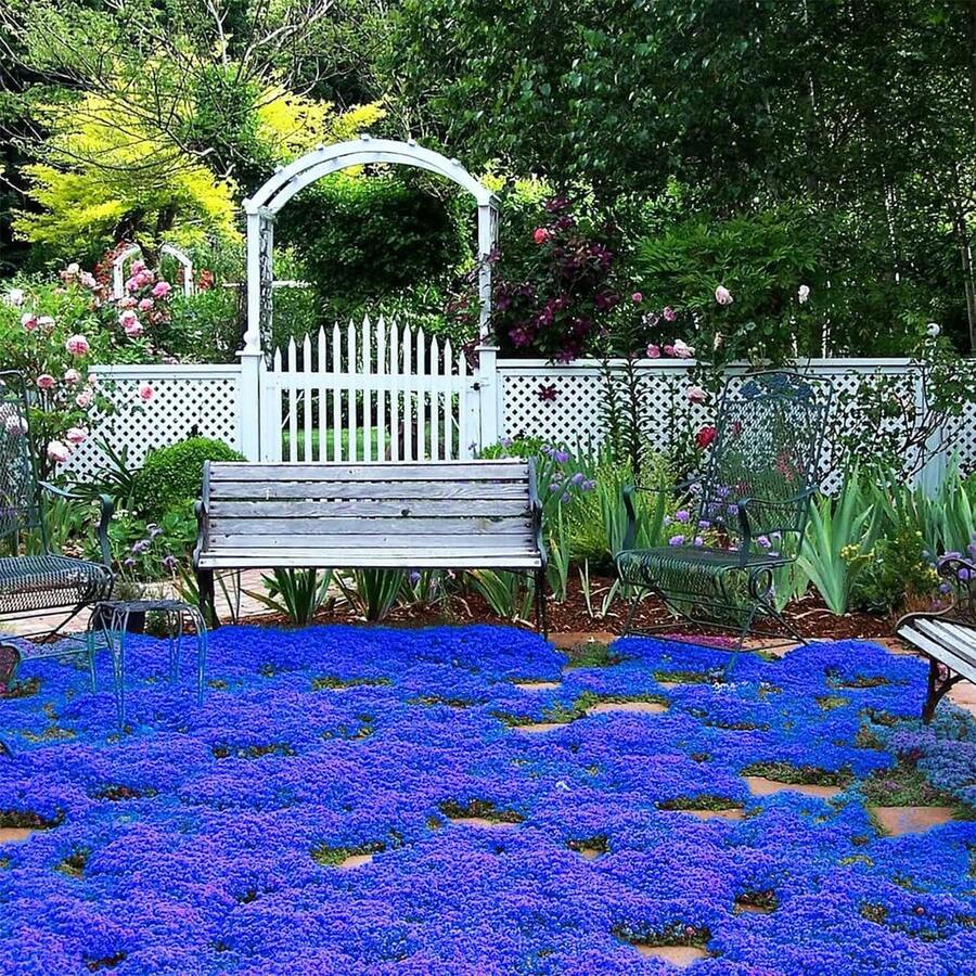 500 semillas de tomillo azul mágico rastrero para cultivar plantas de ...