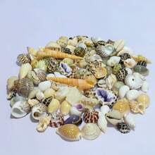 50g Seashells, Beautiful Aquarium Decor, Can Be Used To Enhance Your ...