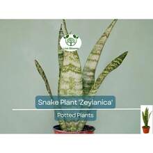 Seeds 1 Sansevieria Trifasciata Snake Plant In 4" Pot - Low Maintenance ...
