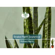 Seeds 1 Sansevieria Trifasciata Snake Plant In 4" Pot - Low Maintenance ...