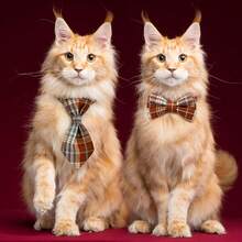 1 Set Pet Plaid Bow Tie Collar Set - Adjustable Collar Design Fits 17 ...