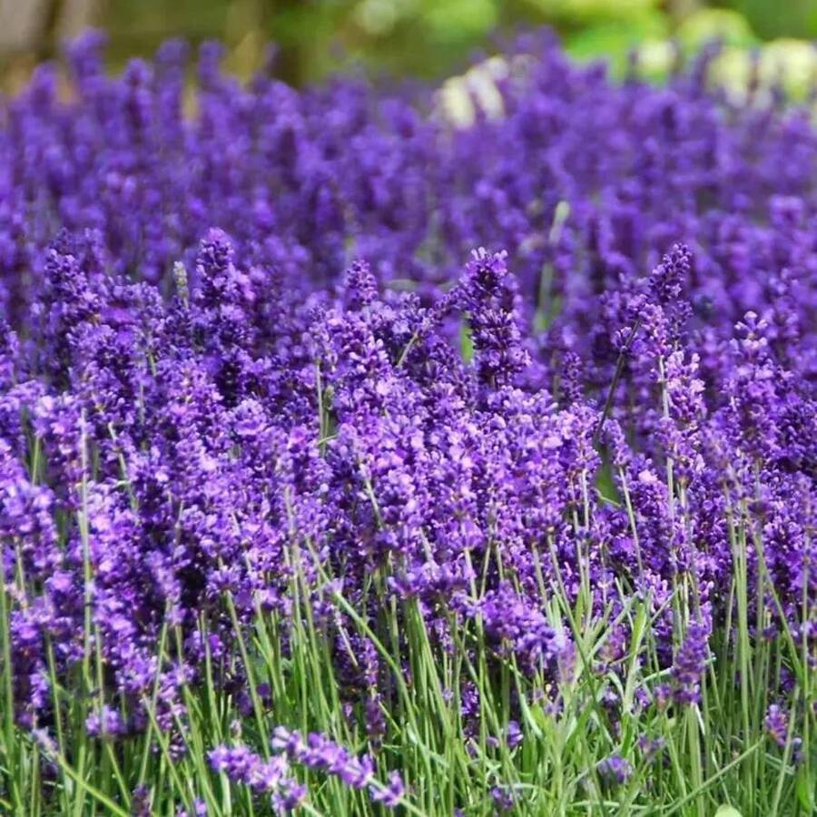 142Pcs Perennial Lavender Flower Seeds For Planting - Annual Lavender ...