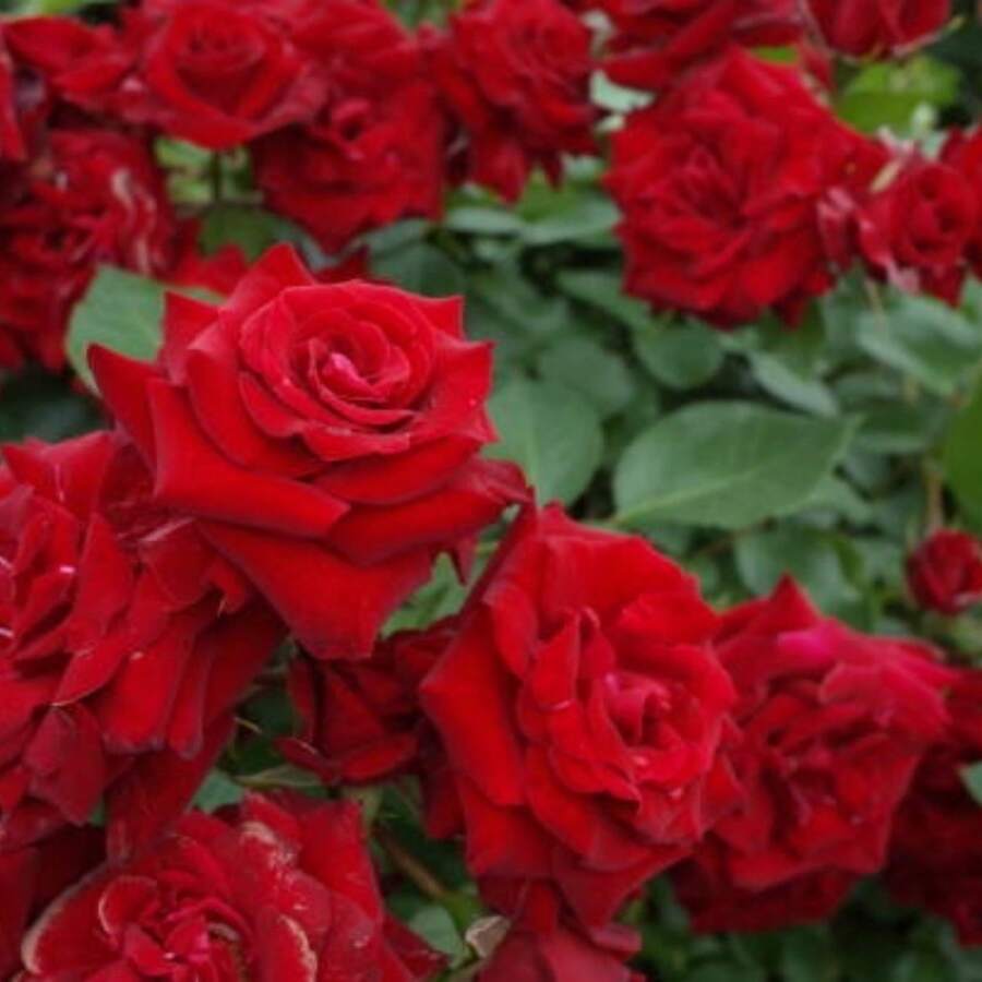 265pcs Climbing Rose Seeds Can Grow In Walls, Fences, Arches And Other ...