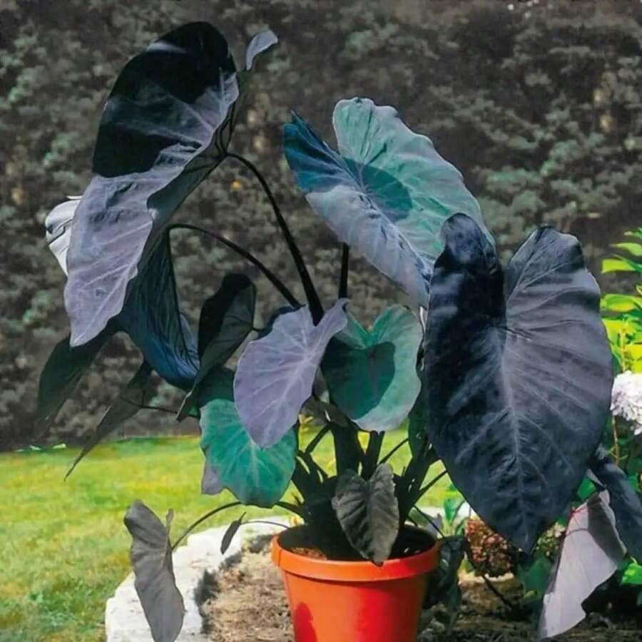 Combo Of 100 Seeds Of Black Colocasia, Esculenta, Taro And Alocasia ...