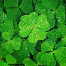 Four Leaf 200Pcs Clover Ornamental Ground Cover Indoor And Outdoor ...