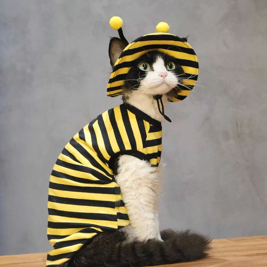 Cartoon Bee Striped Cat Hat Set, Hairless Devon Rex Summer Breathable ...