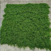 Alfombra de musgo artificial 100cm*100cm, césped biónico, decoración de ...