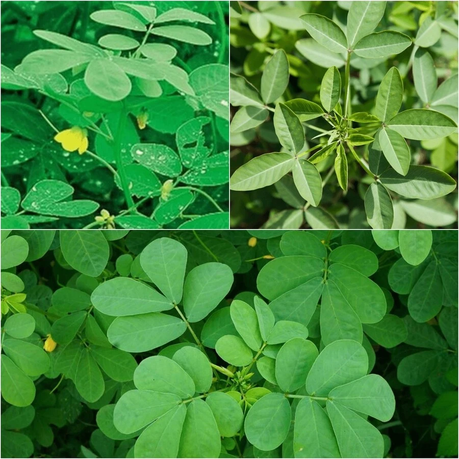 Excellent Variety 179pcs Chipilin Seeds (Crotalaria Longirostrata ...