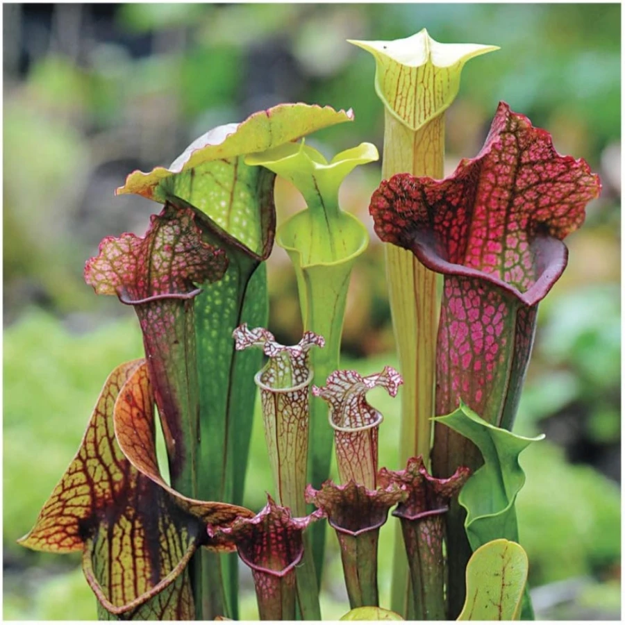 Free Home Delivery Reticular Cup-Shaped Plants And Rose Cup-Shaped ...