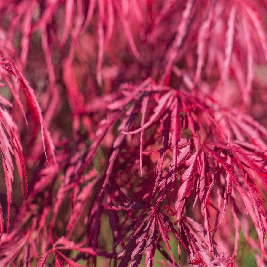 10 Red Dwarf Japanese Lace Leaf Maple Lace Blood Palmatum Atropurpureum ...