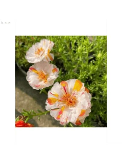 Drought Resistant Exquisite Gift Seeds Turur Four Seasons Of Flowering ...