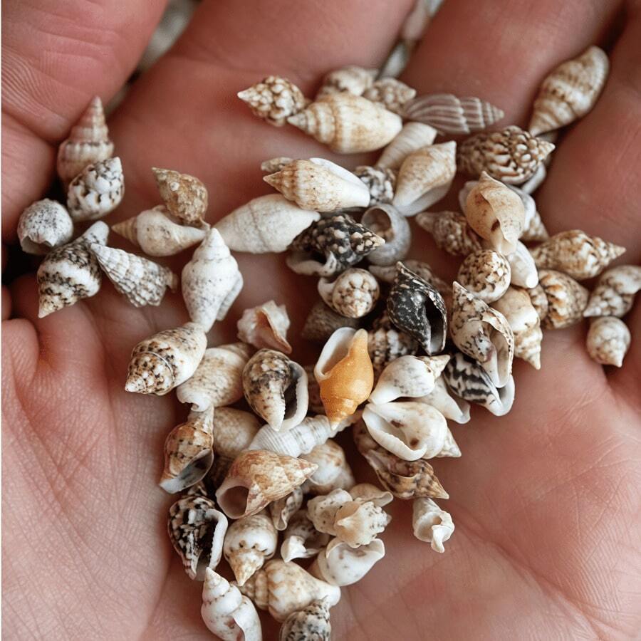 50pcs Good-Looking And Practical Mini Natural Shells For DIY Jewelry ...
