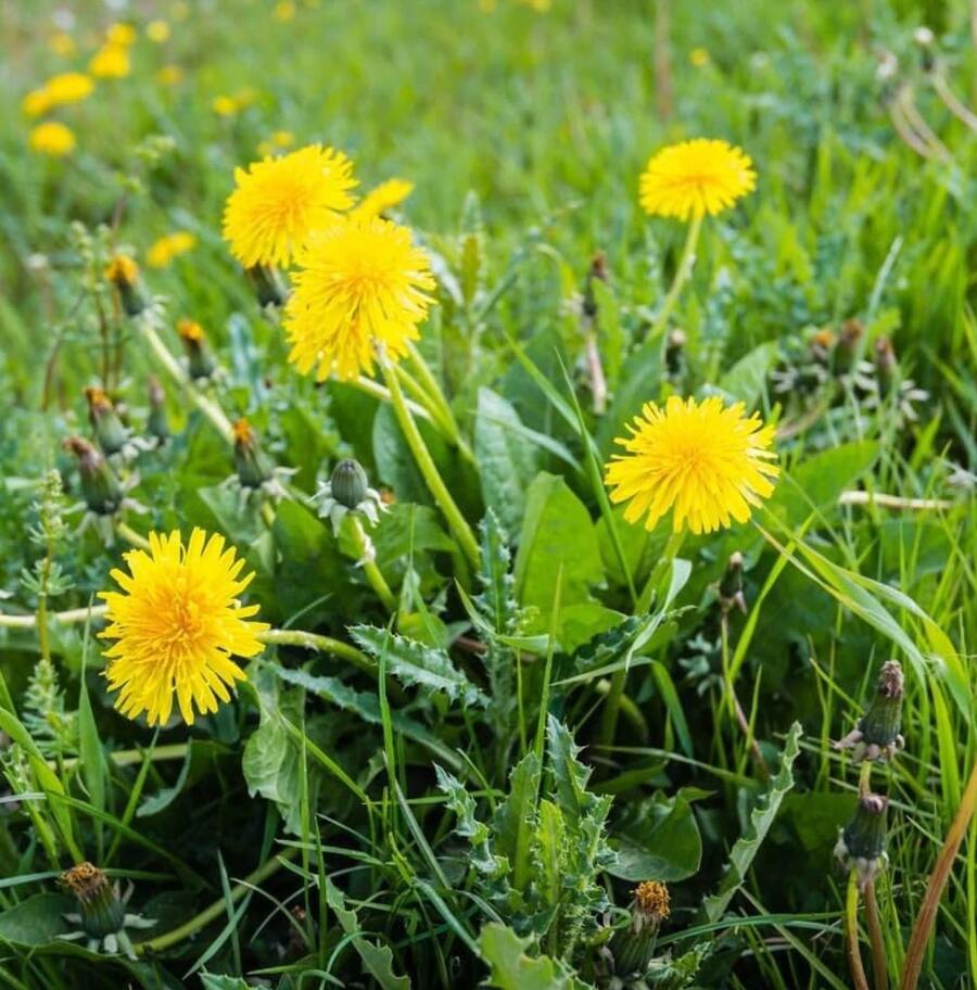 Fragrance-Layered Flower Seed Collection: Day-To-Night Scented Blooms ...