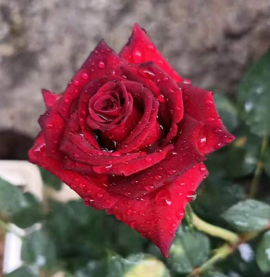 Cut-And-Come-Again Flower Seeds: Repeat-Blooming (Cosmos, Zinnia ...