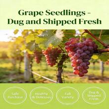 Drought Tolerant Grape Vine Seedlings That Conserve Water And Thrive In ...