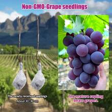 Drought Tolerant Grape Vine Seedlings That Conserve Water And Thrive In ...